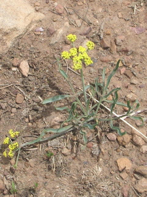 Parsley