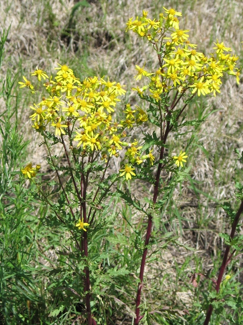 Ragworts : Senecio