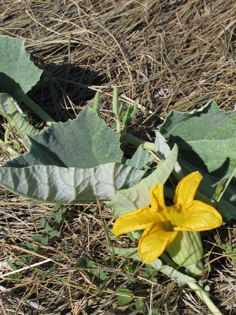 Buffalo Gourd : Cucurbita foetidissima