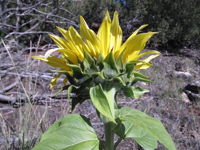 Sunflowers : Helianthus