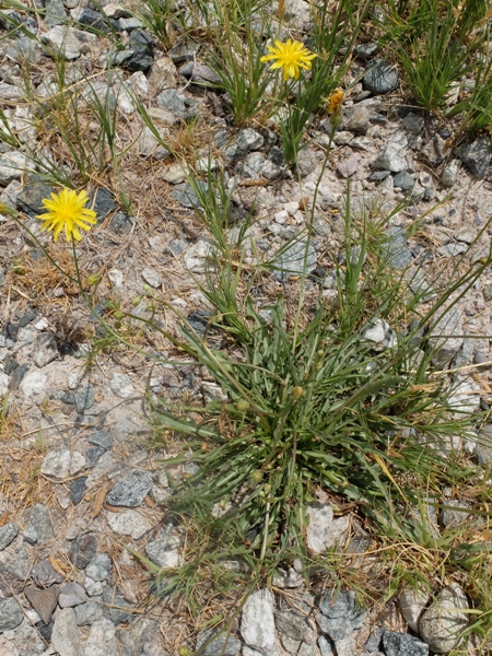 Dandelions
