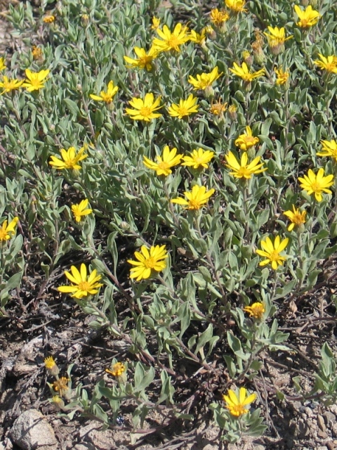 Golden Aster : Heterotheca