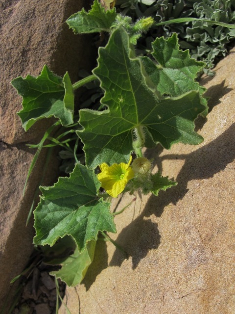 Buffalo Gourd : Cucurbita foetidissima