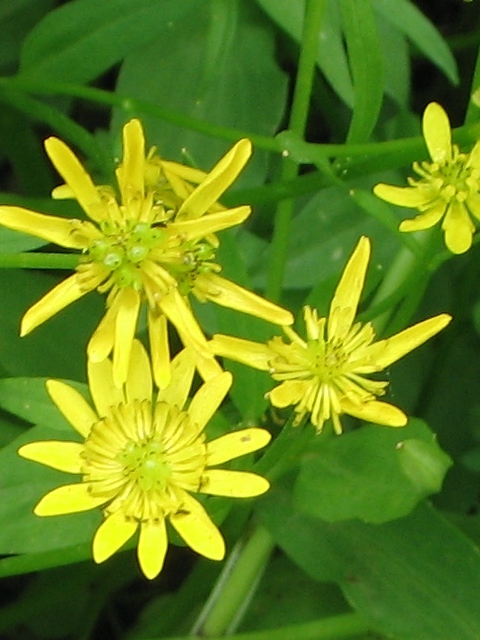 Buttercups : Ranunculus ssp.