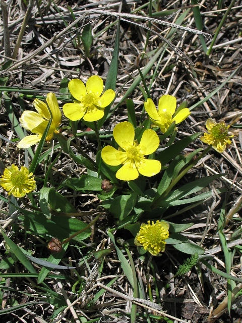 Buttercups : Ranunculus ssp.